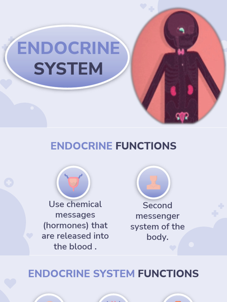 Endocrine System Overview and Functions | PDF | Luteinizing Hormone ...