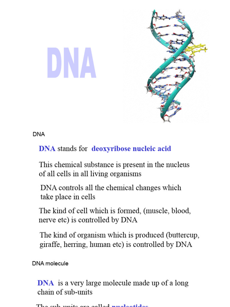Dna | PDF | Dna | Nucleotides
