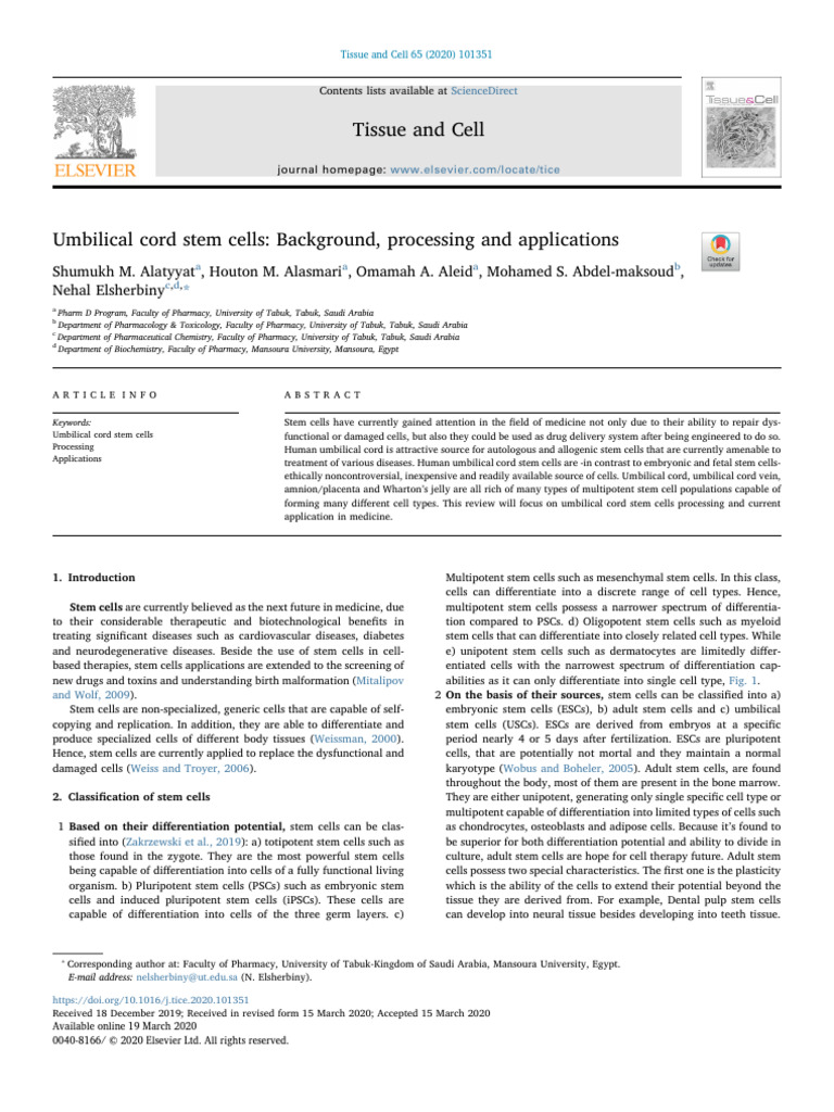 Umbilical Cord | PDF | Stem Cell | Cell Potency