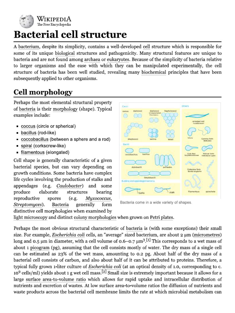Bacteria Cell Structure | PDF
