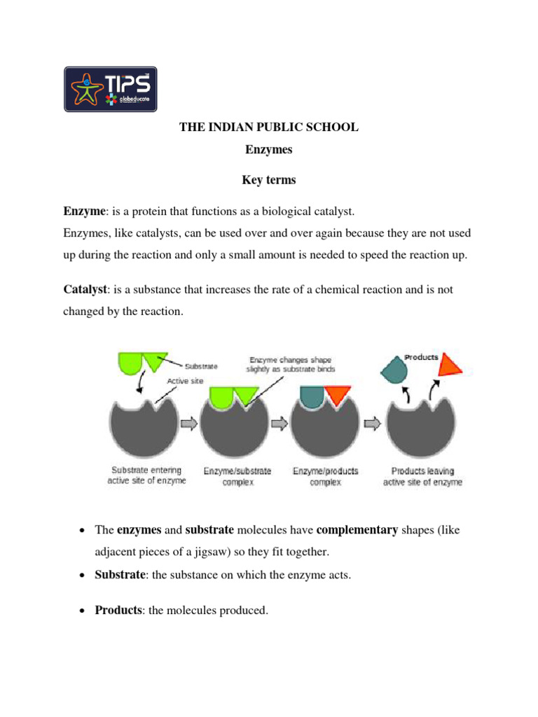 Enzymes | PDF | Enzyme | Active Site