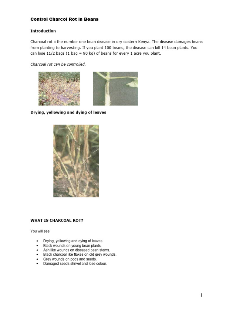 How-to-control-charcoal-rot-in-beans | PDF
