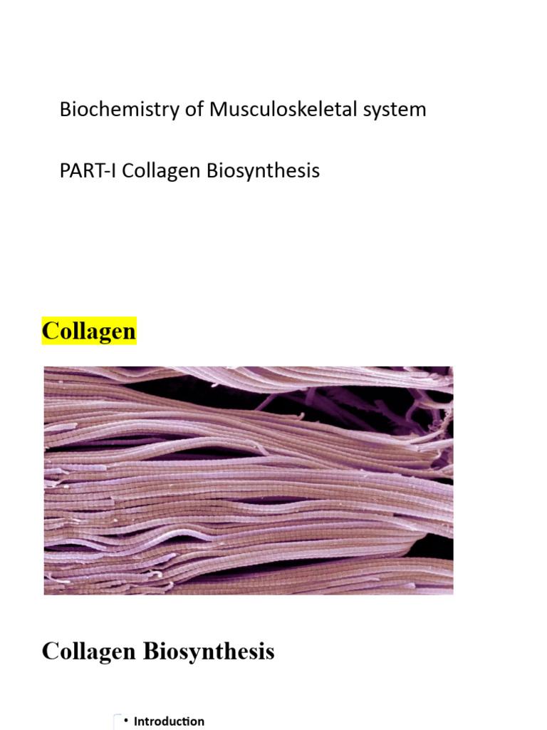 Biochemistry of Skeletal Muscle | PDF | Science & Mathematics