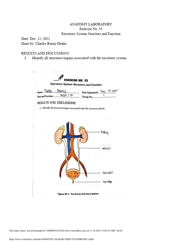 CASABAR__CRISLYN_EXERCISE_33.pdf | PDF | Kidney | Urinary System