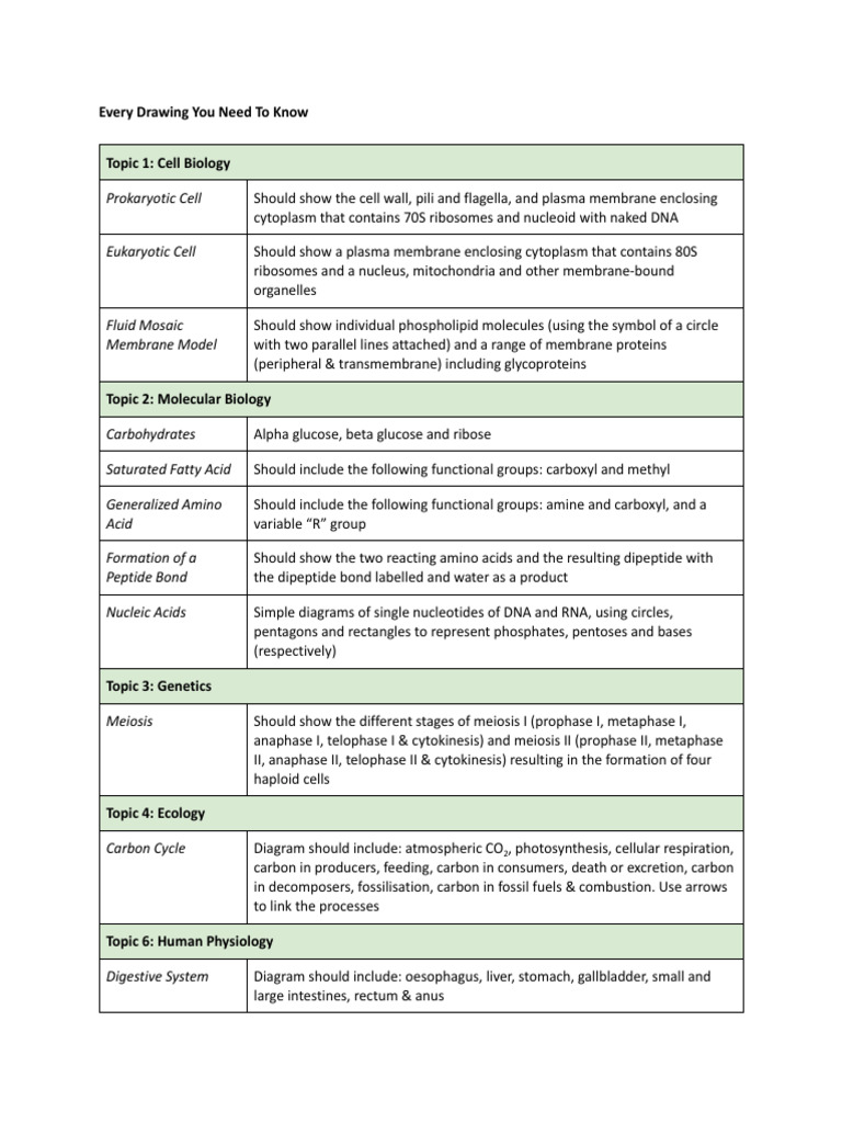Ib Bio Drawings | PDF | Meiosis | Cell (Biology)
