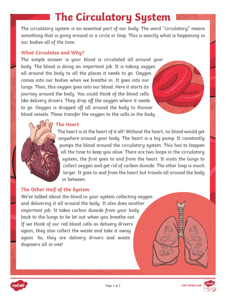 Fourth Grade the Circulatory System Reading Comprehension Activity | PDF