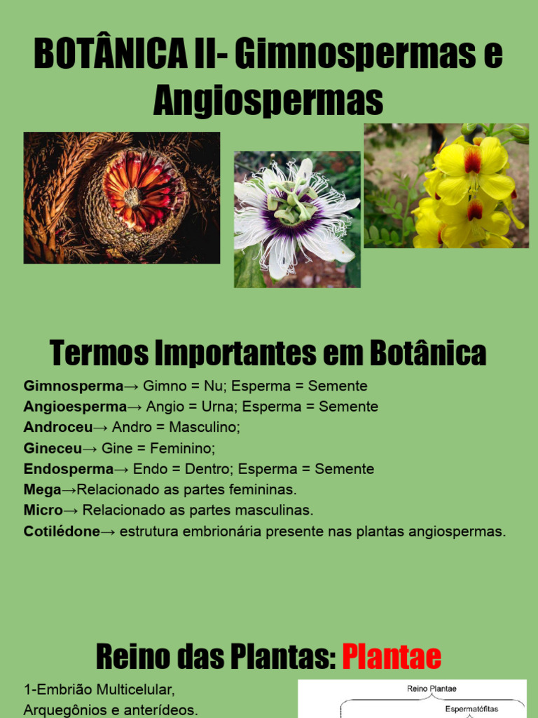 Gimnospermas e Angiospermas IU 20 | PDF | Semente | Morfologia vegetal