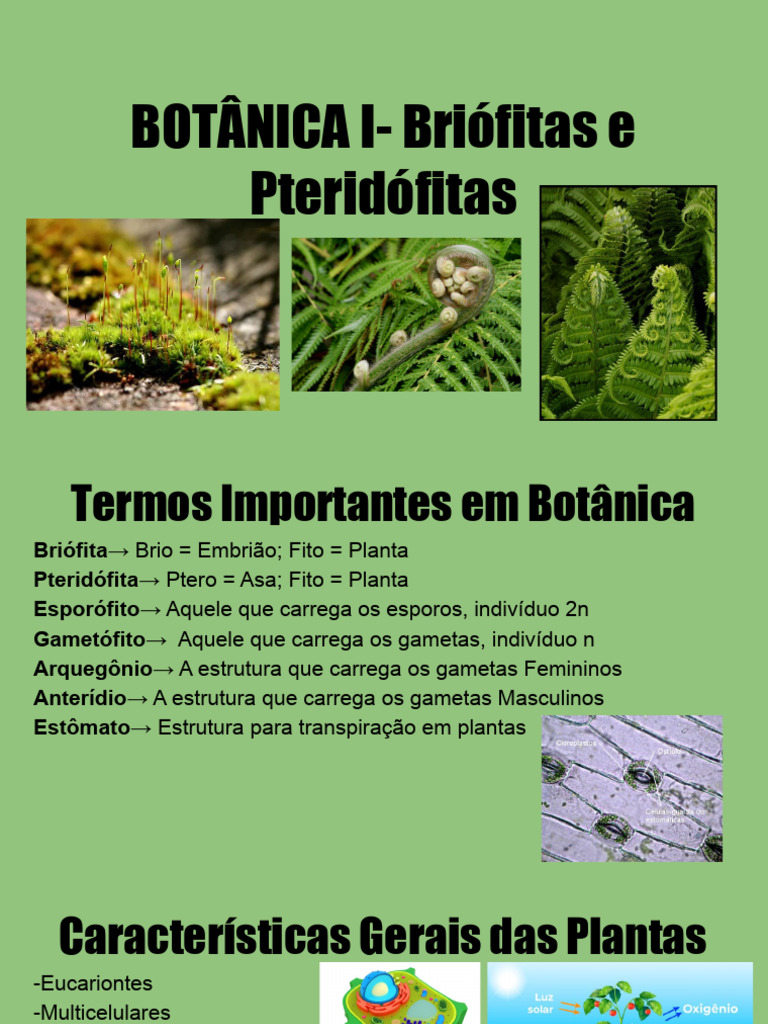Briófitas e pteridófitas IU 20 | PDF | Musgo | Plantas