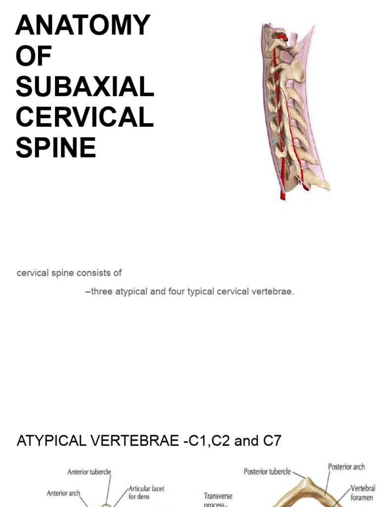 Subaxial Cervical Spine Anatomy Guide | PDF | Vertebra | Neck