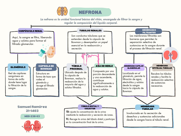 Diagrama Nefrona 21-1403 | PDF | Riñón | Sistema urinario