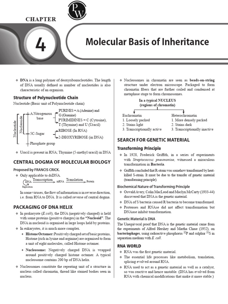 Molecular Basis of Inheritance _ Short Notes | PDF | Dna | Gene