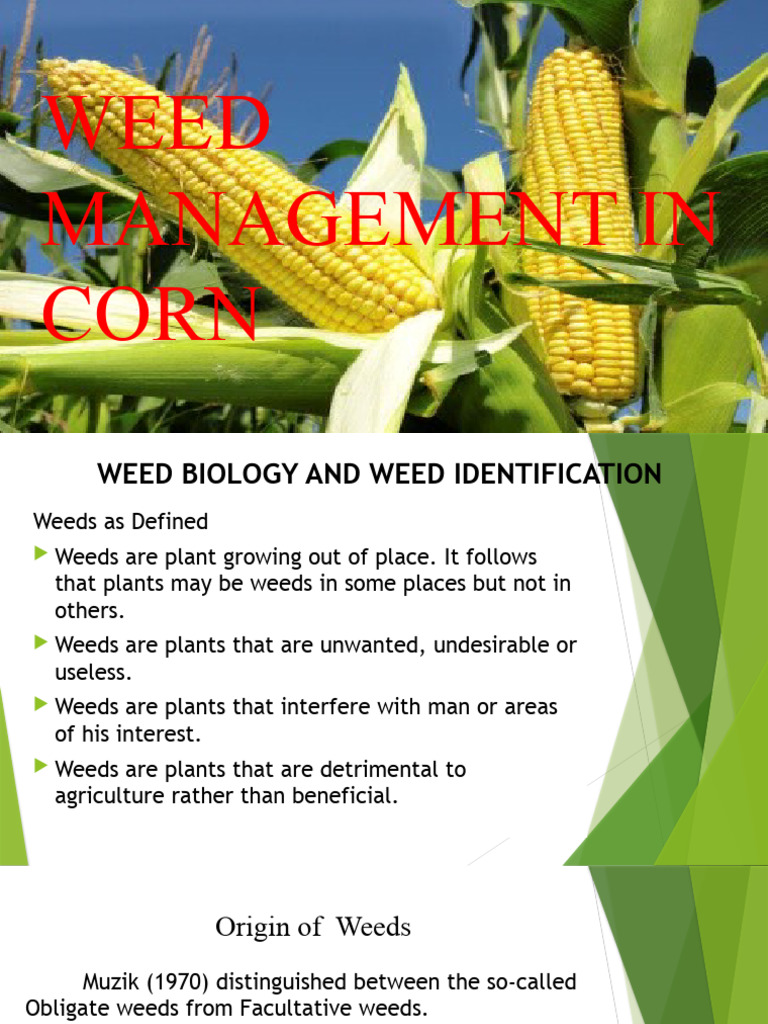 Effective Weed Management in Corn | PDF | Technology & Engineering