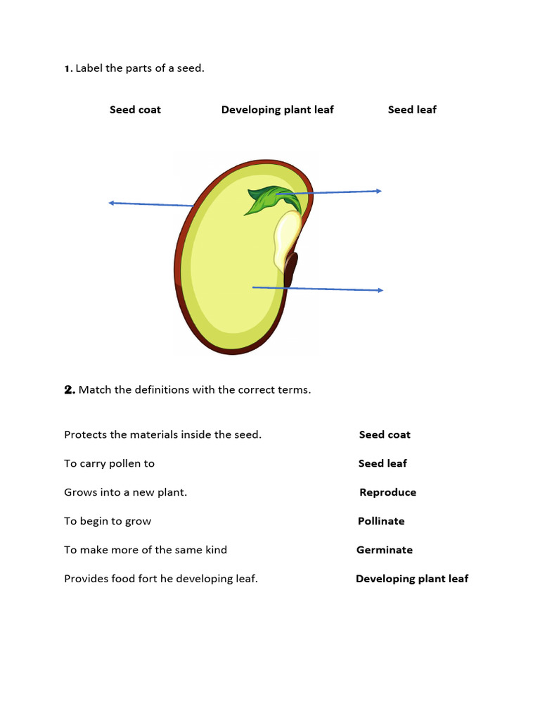 Grade 5 - Seed Worksheet | PDF