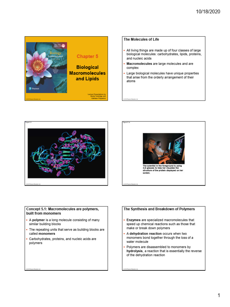 05 Lecture Presentation | PDF | Carbohydrates | Lipid