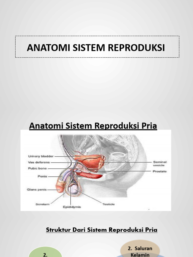 Anatomi Sistem Reproduksi | PDF