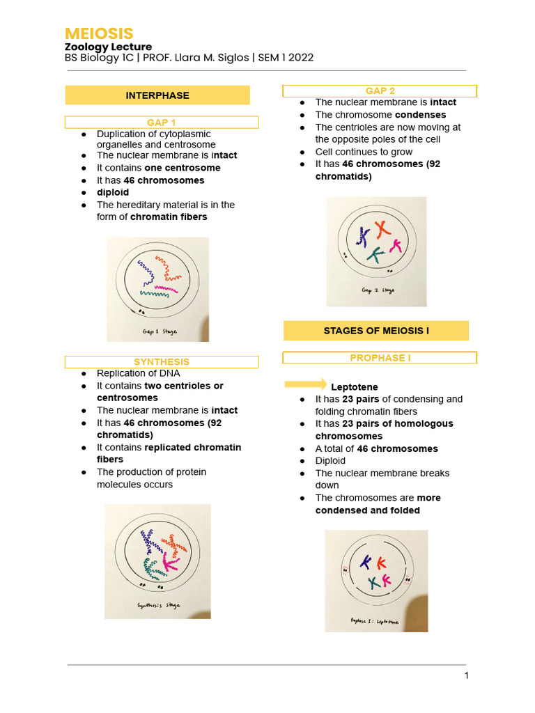 Zoology 2 Trans | PDF | Meiosis | Adenosine Triphosphate
