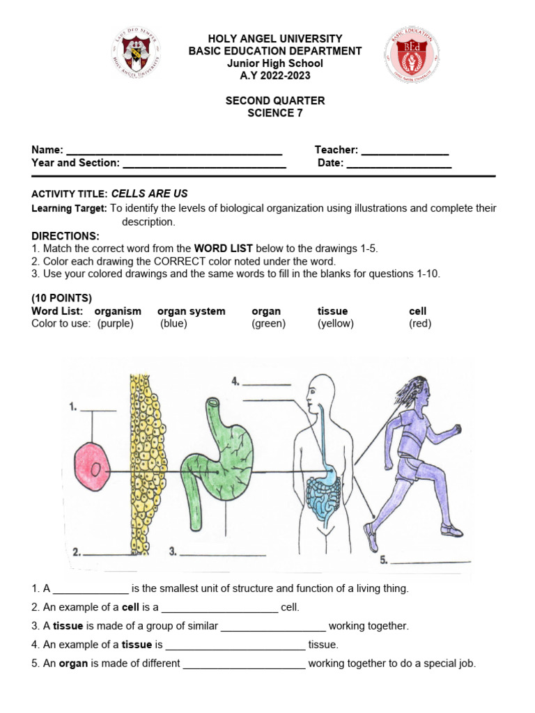 Cells Are Us Activity Worksheet | PDF