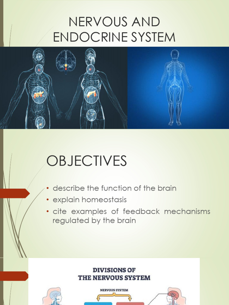 NERVOUS-ENDOCRINE-SYSTEMS | PDF | Nervous System | Neuron