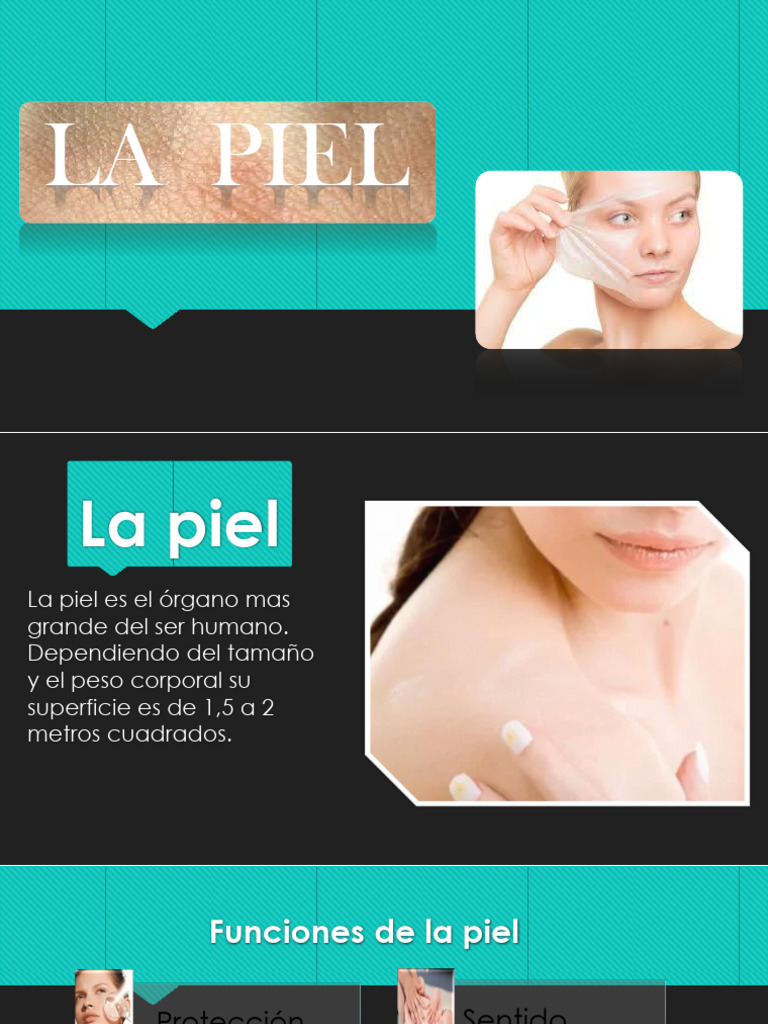La Piel | Descargar gratis PDF | Piel | Epidermis