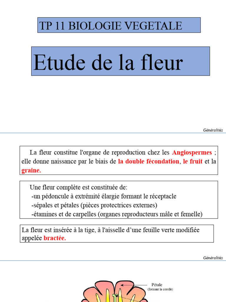 TP 11 La Fleur | PDF | Pétale | Fleurs