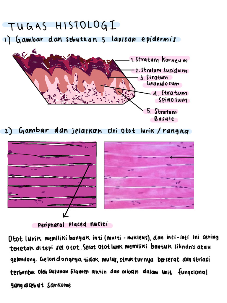 Tugas Histo Gambar | PDF