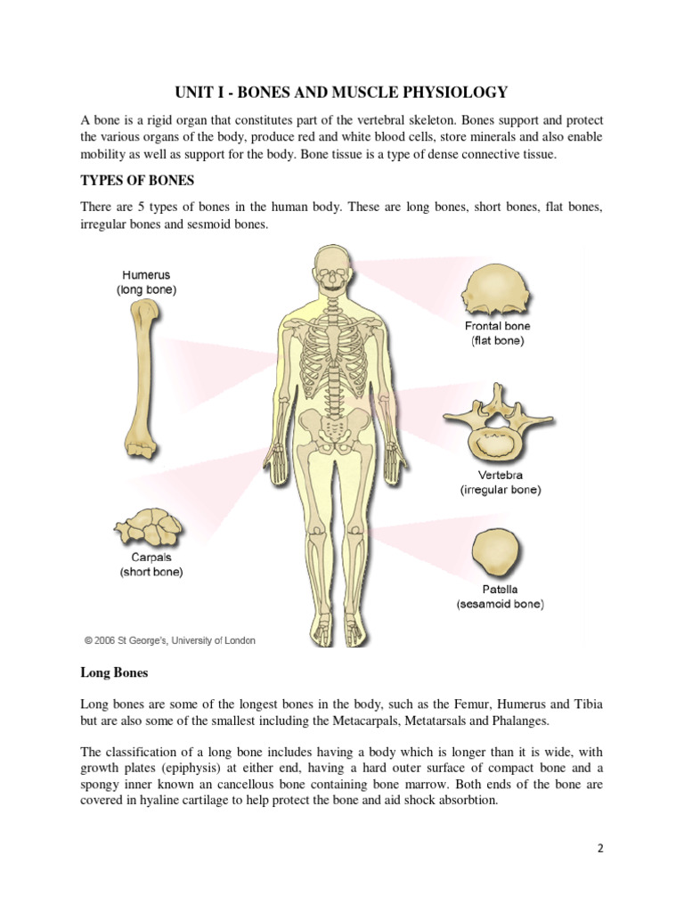 Unit 2-4 Anatomy and Human Physiology Notes | Download Free PDF | Blood ...