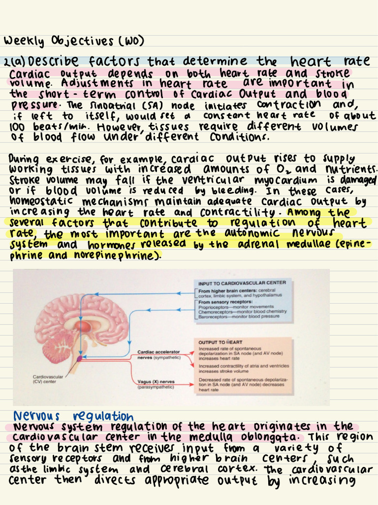 Weekly Objectives PBL Thermoregulation | PDF | Heart | Heart Rate