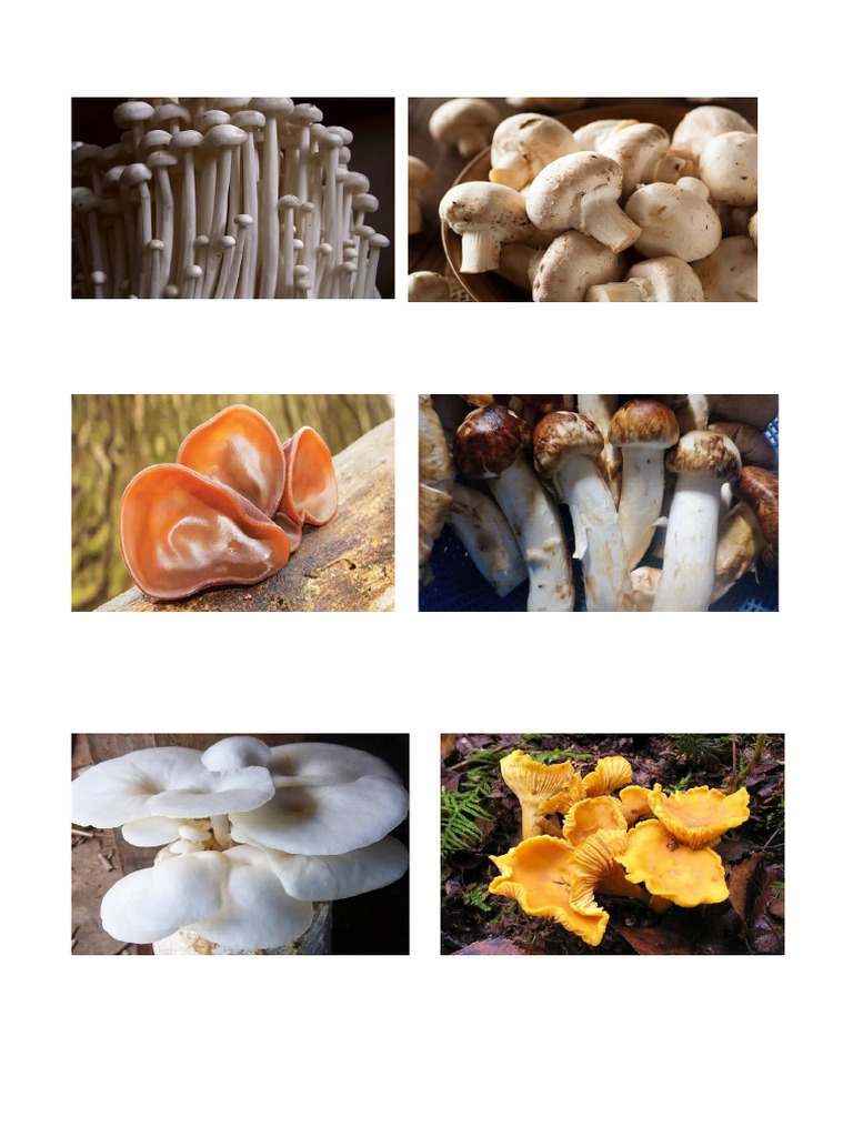 JENIS-JENIS JAMUR | PDF