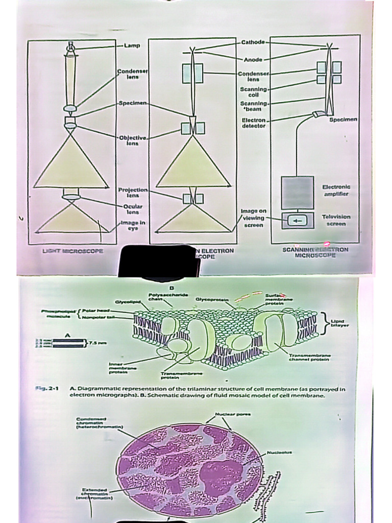 Histology Diagrams | PDF