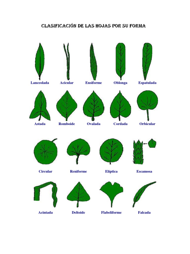 Clasificación de Las Hojas Por Su Forma | PDF