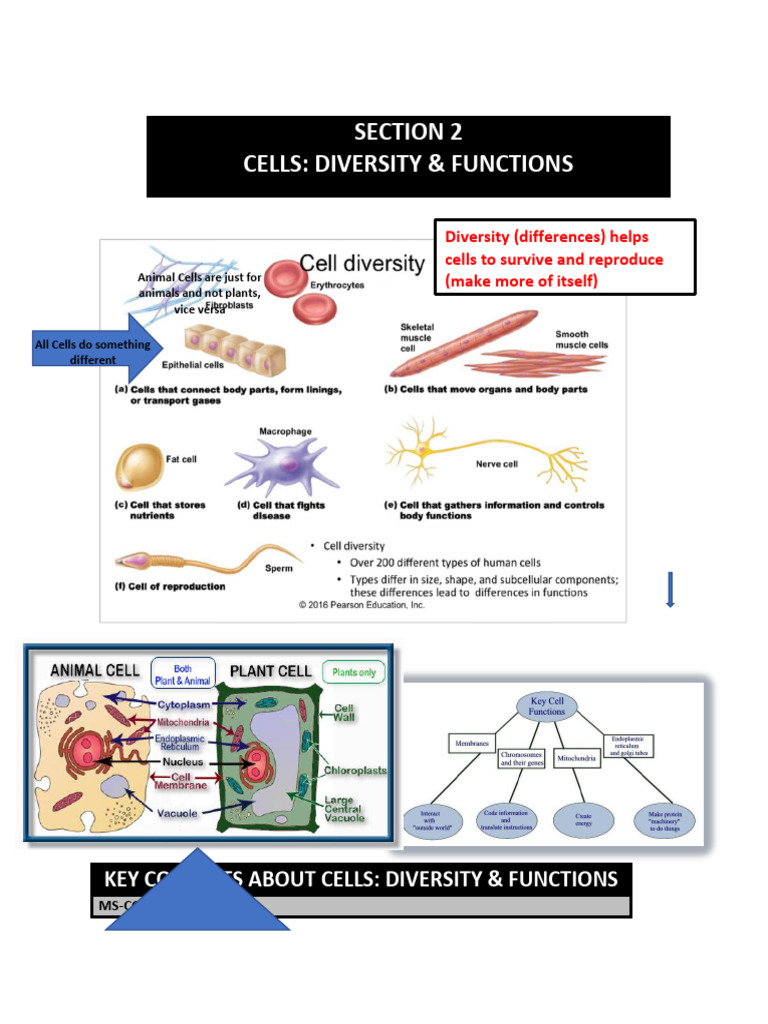Cell Diversity and Functions Overview | PDF | Cell (Biology) | Eukaryotes