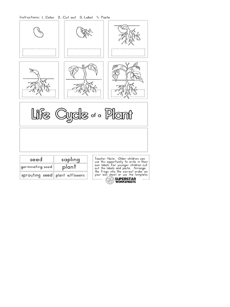 plant-life-cycle-worksheets | PDF
