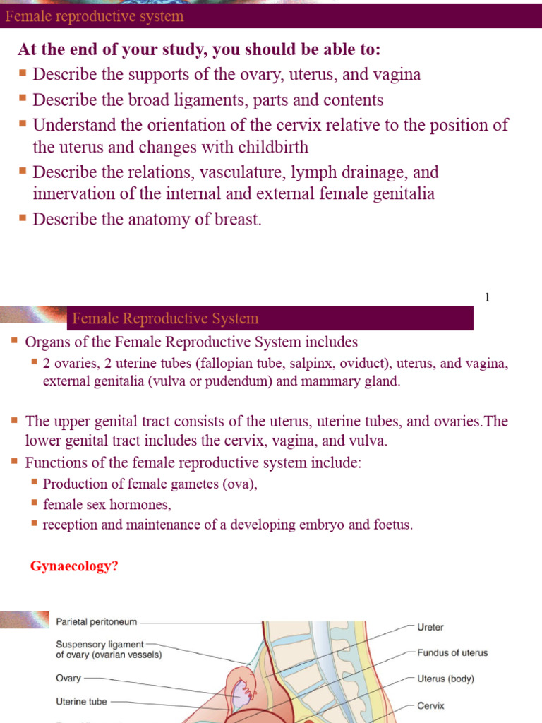 female Pelvic viscera | PDF | Uterus | Vagina