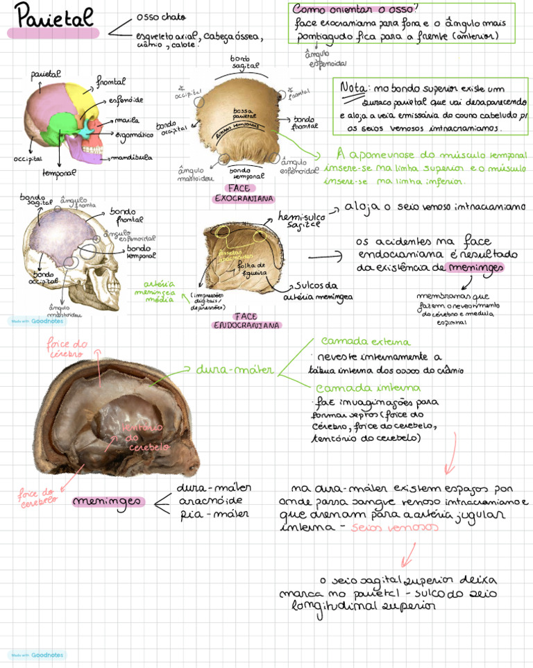 Anatomia 1 | PDF