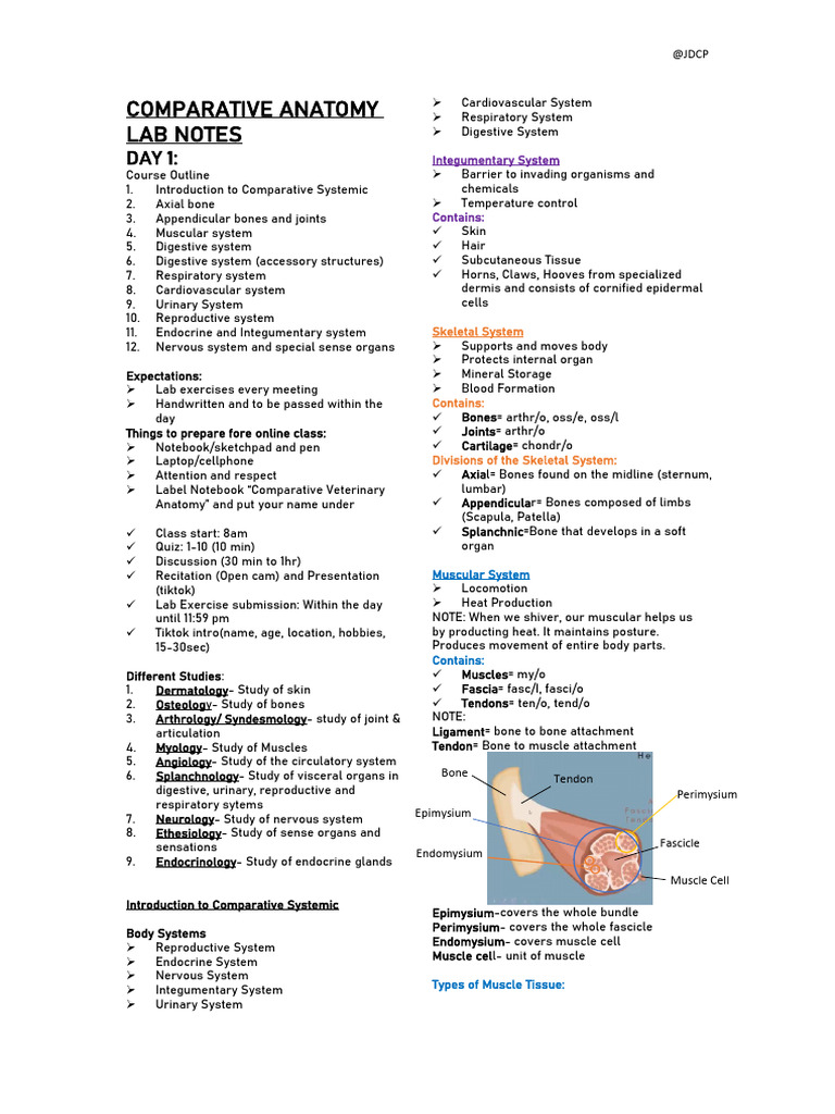 Anat102b Notes 1-9 | PDF | Vertebra | Vertebral Column