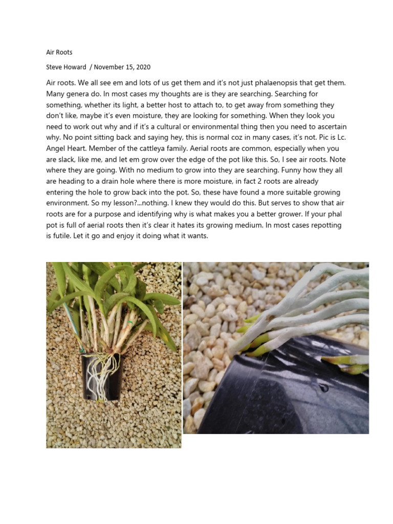 Air Roots | PDF