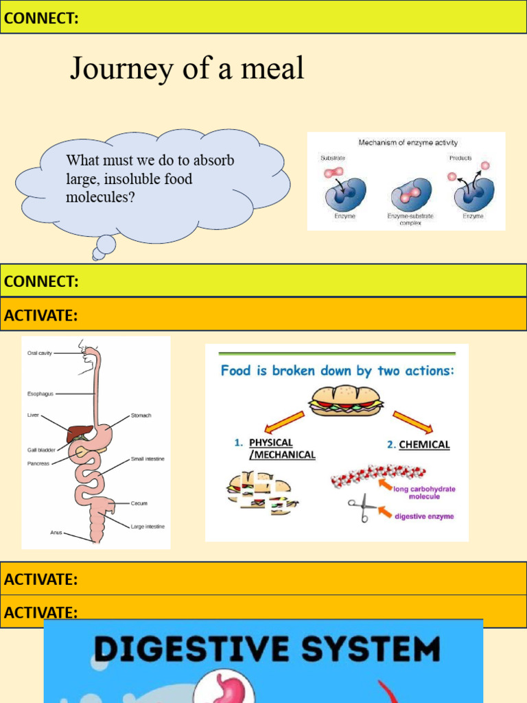 Journey of A Meal | PDF