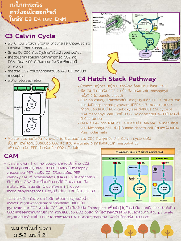 C3 Calvin Cycle | PDF