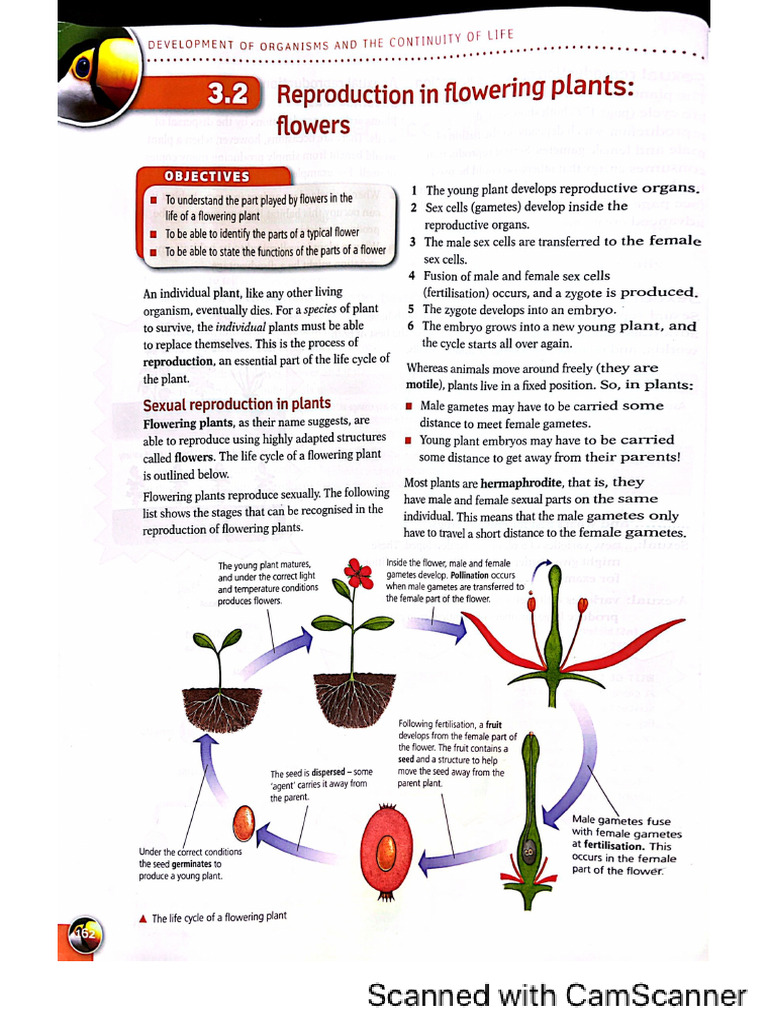 3.2 Reproduction in Flowering Plants | PDF