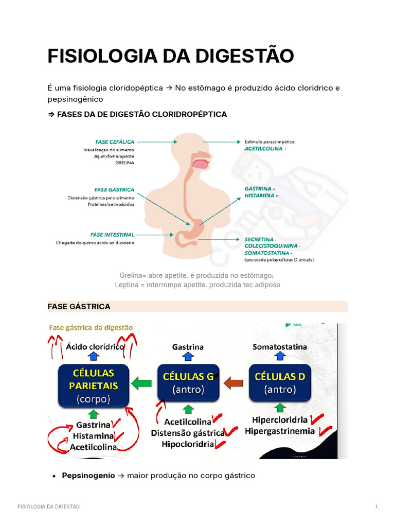 Fisiologia Da Digestão | PDF | Digestão | Estômago