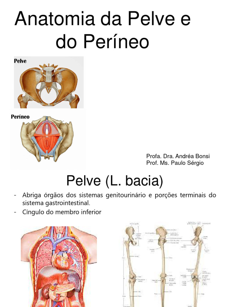 Anatomia Da Pelve e Períneo 2024-1 | PDF | Pélvis | Quadril