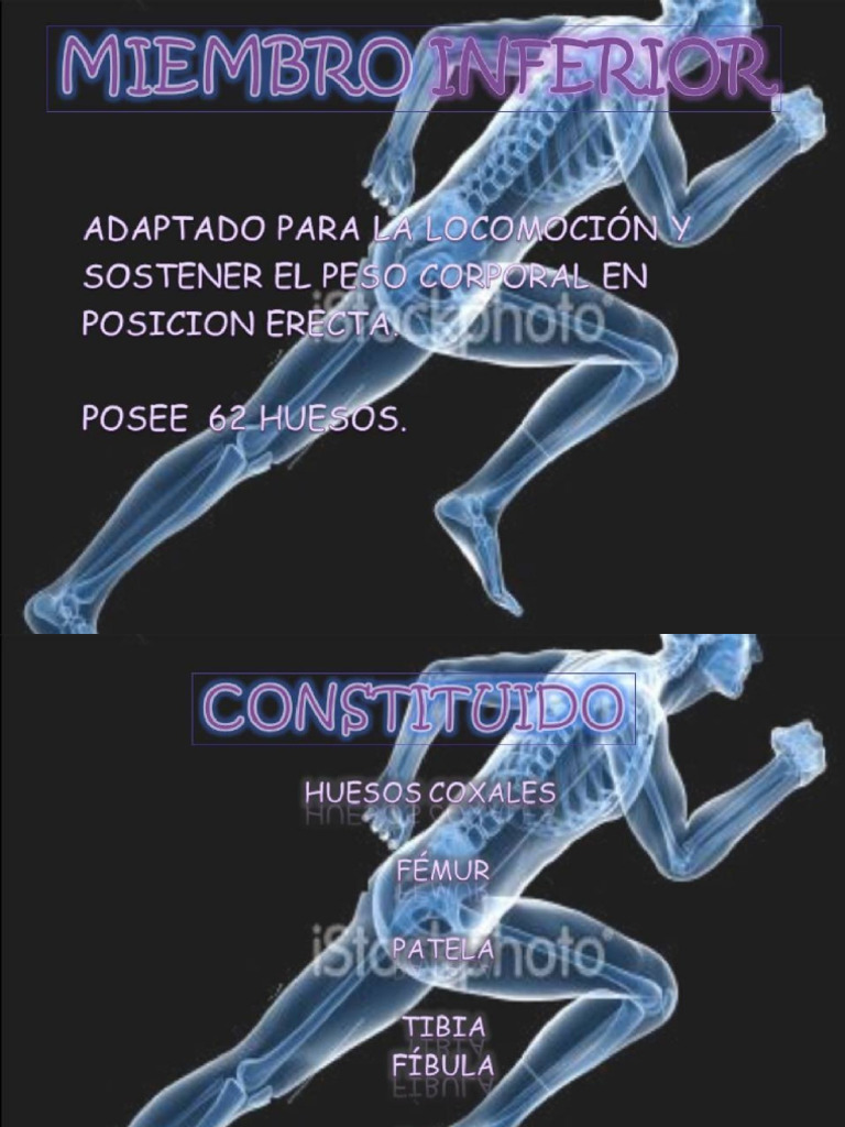 miembro inferior musculos | PDF | Pelvis | Sistema esquelético