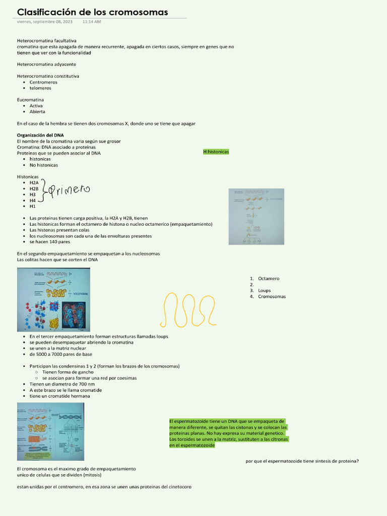 Clasificación de Los Cromosomas | PDF