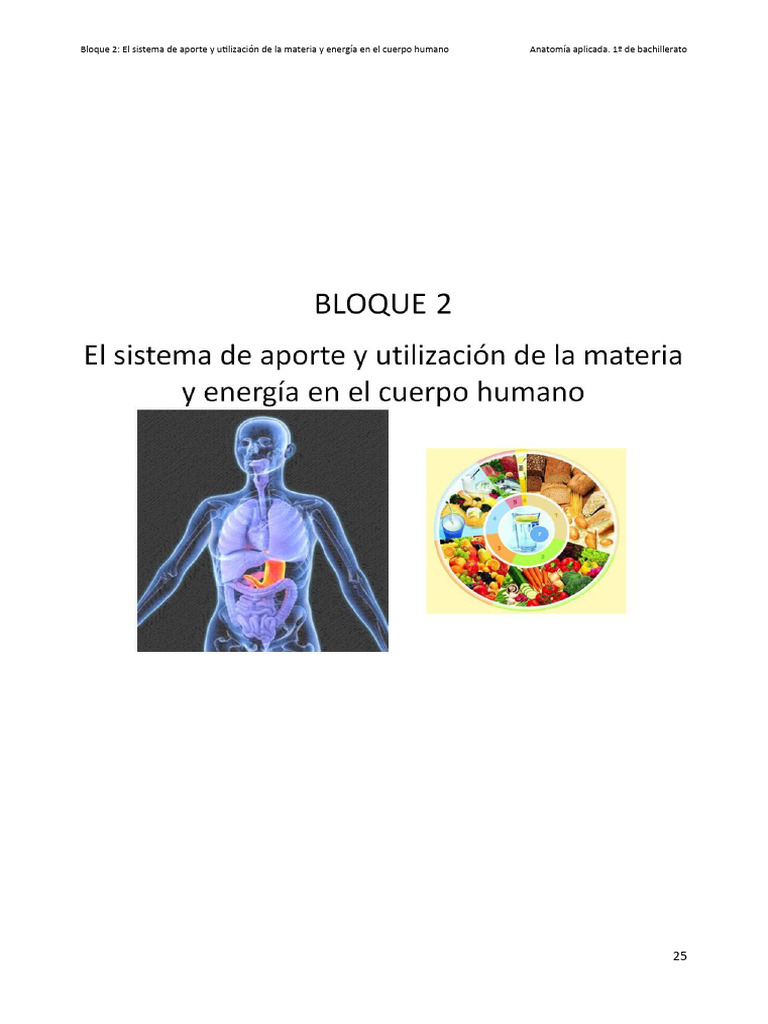 Anatomia AP Bloque 2 | PDF | Digestión | Sistema digestivo humano