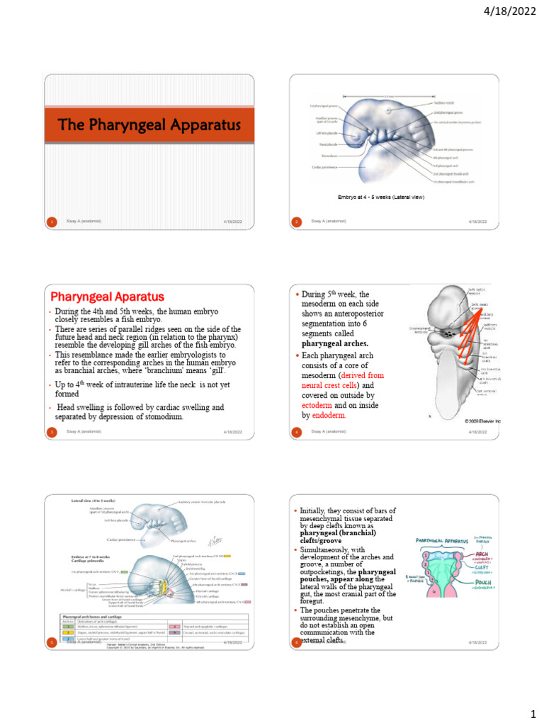 Pharyngeal Apparatus Fp | PDF