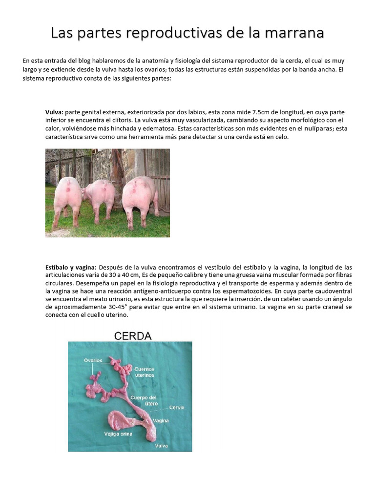 Las partes reproductivas de la marrana | PDF | Vagina | Sistema ...