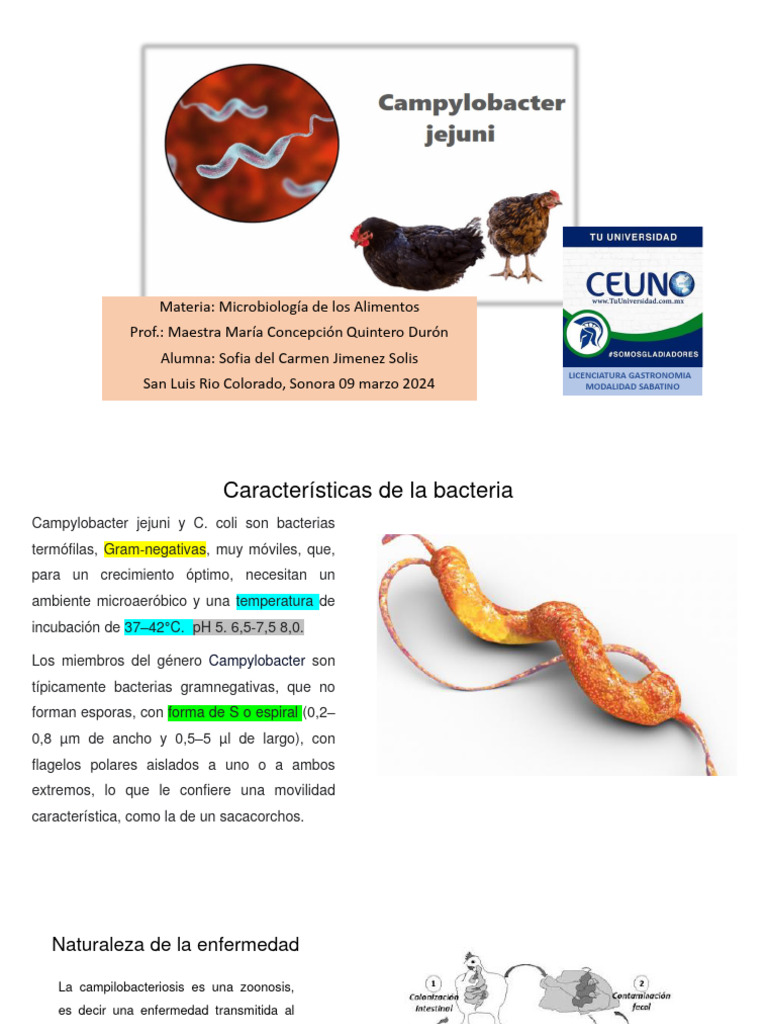 Pylobacter Jejuni | PDF | Enfermedades y trastornos | Medicina CLINICA
