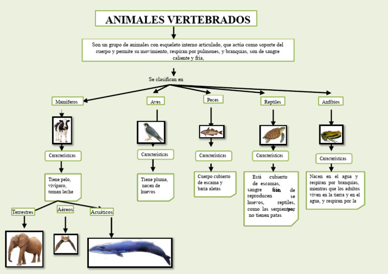 Mapa Conceptual de Animales Vertebrados | PDF