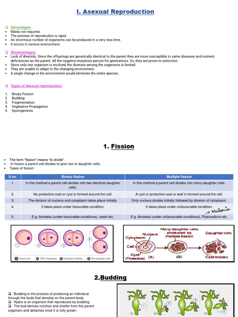Asexual Reproduction | PDF | Reproduction | Organisms