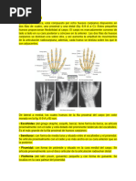 Anatomía de las Falanges en Veterinaria | PDF | Sistema esquelético ...